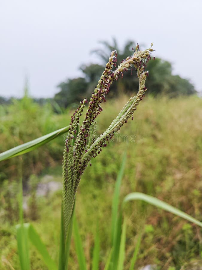 Shoot Tip of the Tall Wild Paspalum Dilatatum Grass Plant. Stock Photo ...