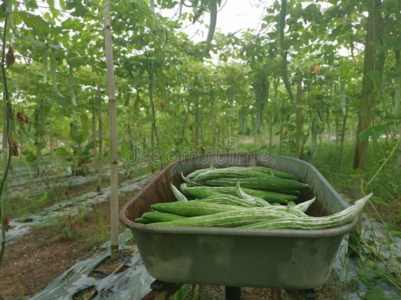 Image Shot of the Snake Gourd Plant at the Farm Stock Image - Image of ...