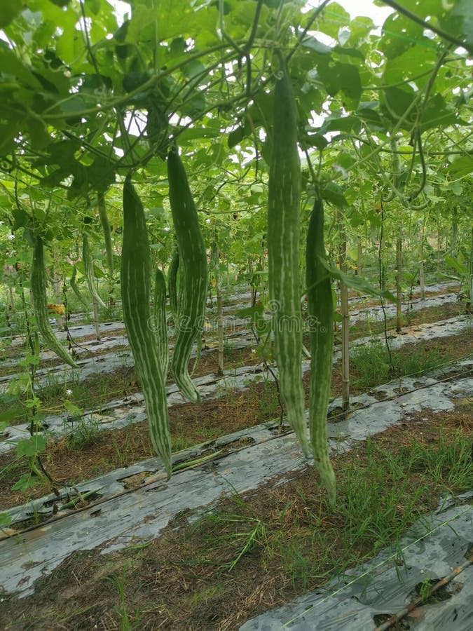 Image Shot of the Snake Gourd Plant at the Farm Stock Photo - Image of ...