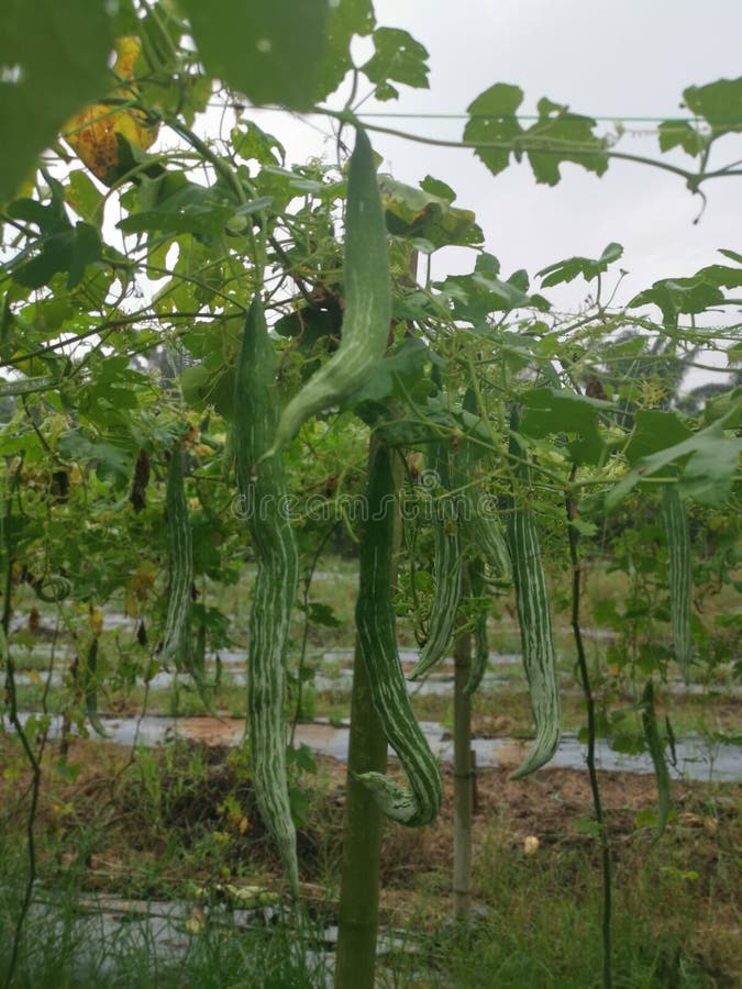 Image Shot of the Snake Gourd Plant at the Farm Stock Photo - Image of ...