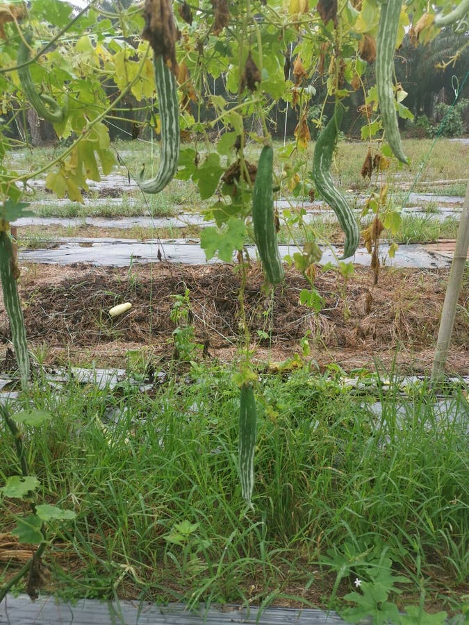 Image Shot of the Snake Gourd Plant at the Farm Stock Photo - Image of ...