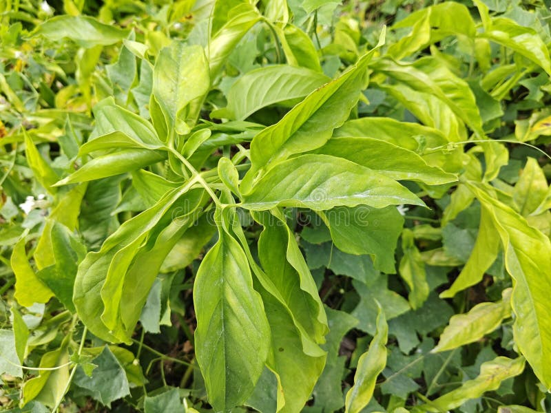 Wild Bushy Five-fingers Leafy Plant in the Meadow Stock Image - Image ...