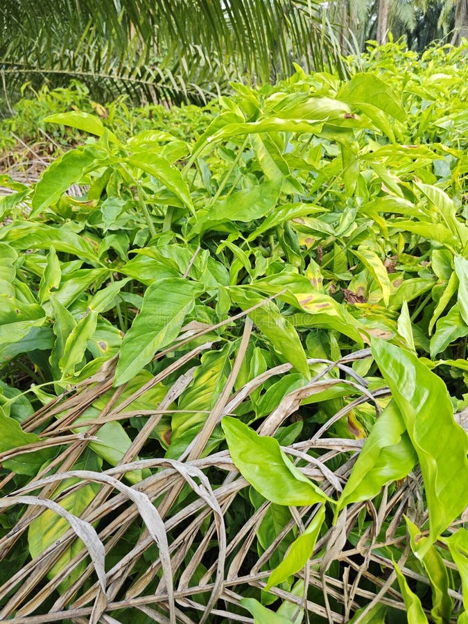 Wild Bushy Five-fingers Leafy Plant in the Meadow Stock Photo - Image ...