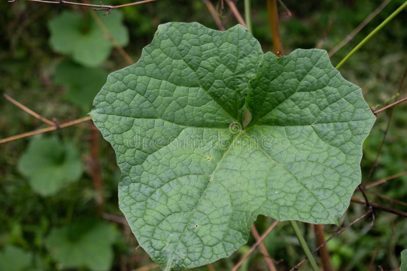 Characteriz Stock Photos - Free & Royalty-Free Stock Photos from Dreamstime