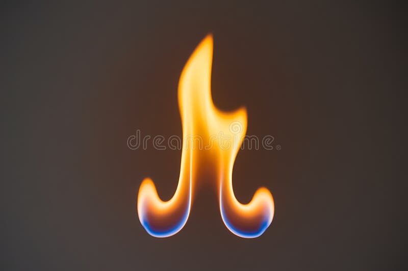 A Striking Close-Up Photograph of a Unique Double Flame Stock ...