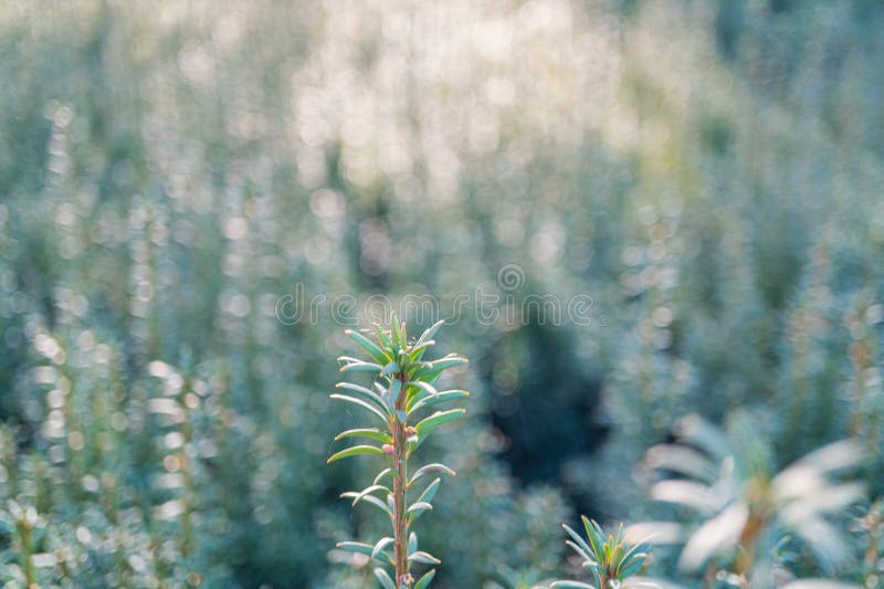 Connotes Themes Stock Photos - Free & Royalty-Free Stock Photos from ...