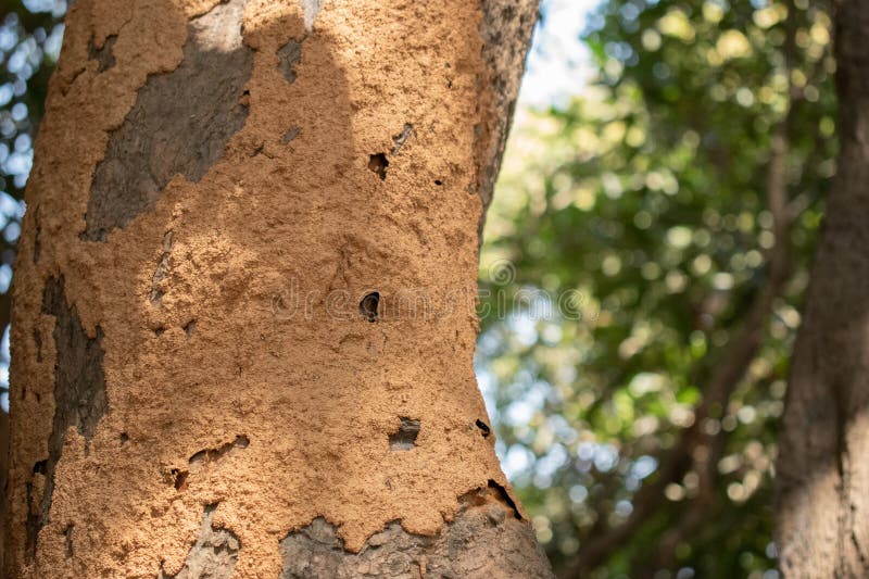 Close-up Photo of a Termite Highway on a Tree Branch Stock Image ...