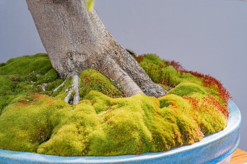 Image Showcases a Container with a Pulled Tree Root System, Set on ...