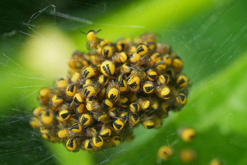 A Cluster of Many Tiny, Newborn Spiders with Yellow Bodies and Black Markings, Clustered in a ...