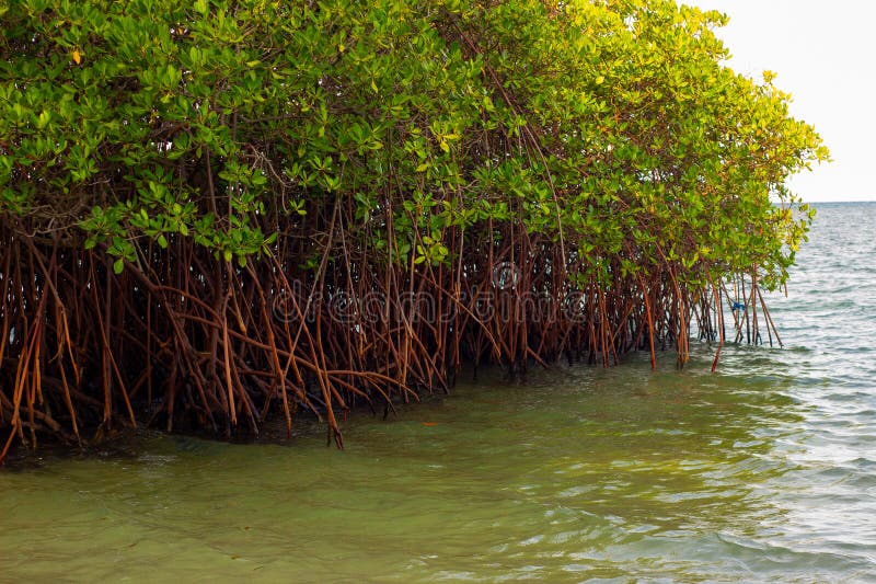 Mangrove Forest View Beach Generated Using Ai Stock Photos - Free ...