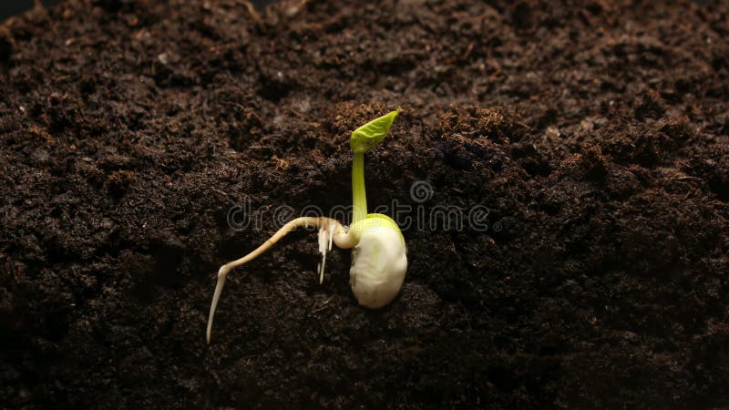Germinating Seeds Grow in the Ground Stock Footage - Video of stages ...