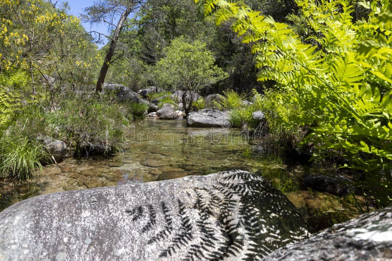 Tranquil Forest Stream stock image. Image of tranquil - 383432727