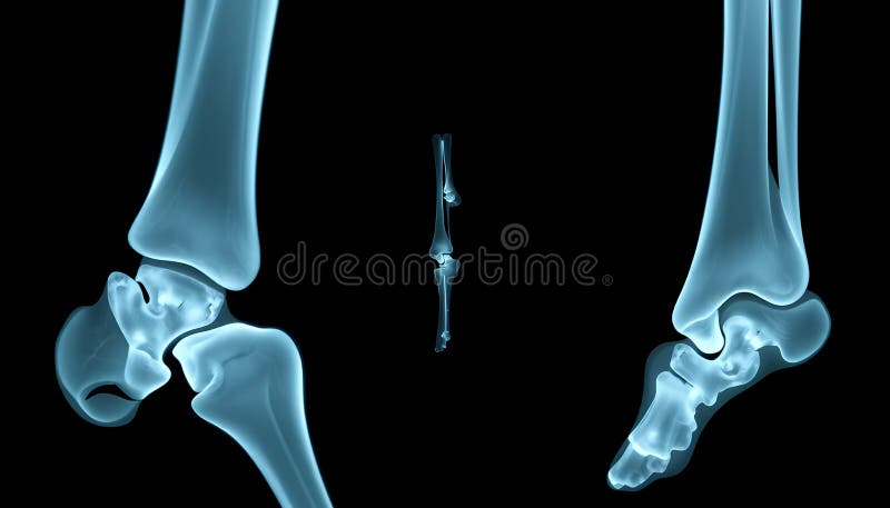 Detailed Skeletal Structures of Knee and Ankle Joints Isolated on Green ...