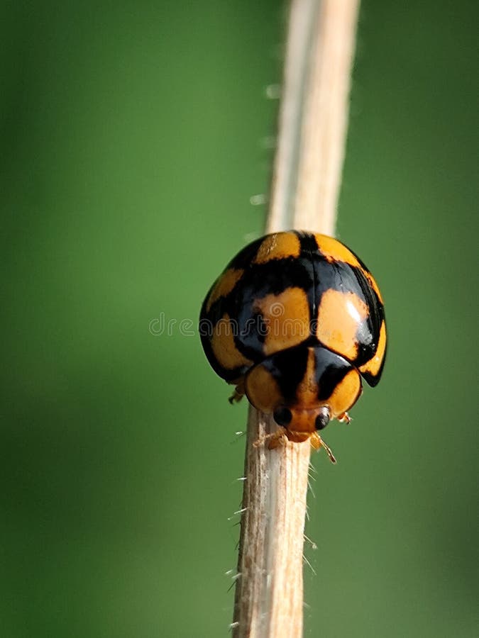 This Image Showcases a Ladybug, Likely Coelophora Inaequalis & X28 ...