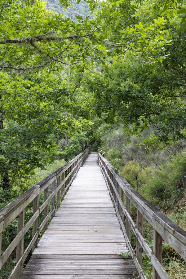 Elevated Wooden Walkway through Lush Greenery Stock Image - Image of ...