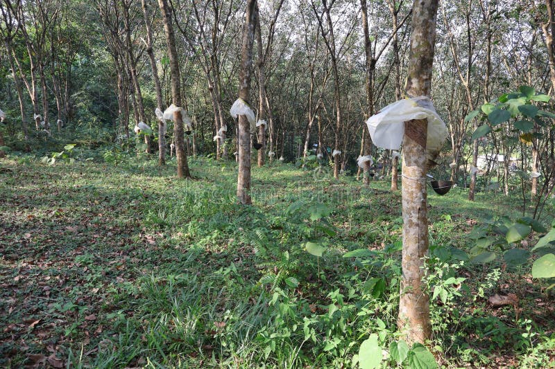 Sustainable Rubber Tree Harvesting in a Lush Forest Stock Photo - Image ...
