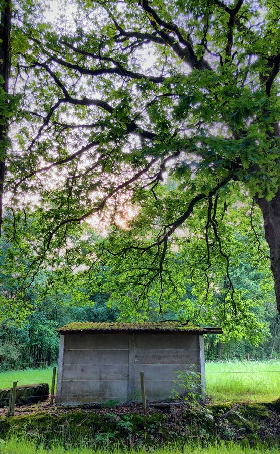 Rustic Storage Shed Under a Canopy of Trees Stock Photo - Image of ...