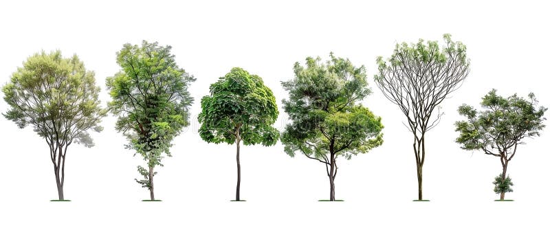 Set of Different Green Trees Isolated on White Background Stock ...