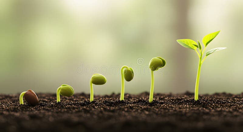 Seedling Growth Stages stock illustration. Illustration of earth ...