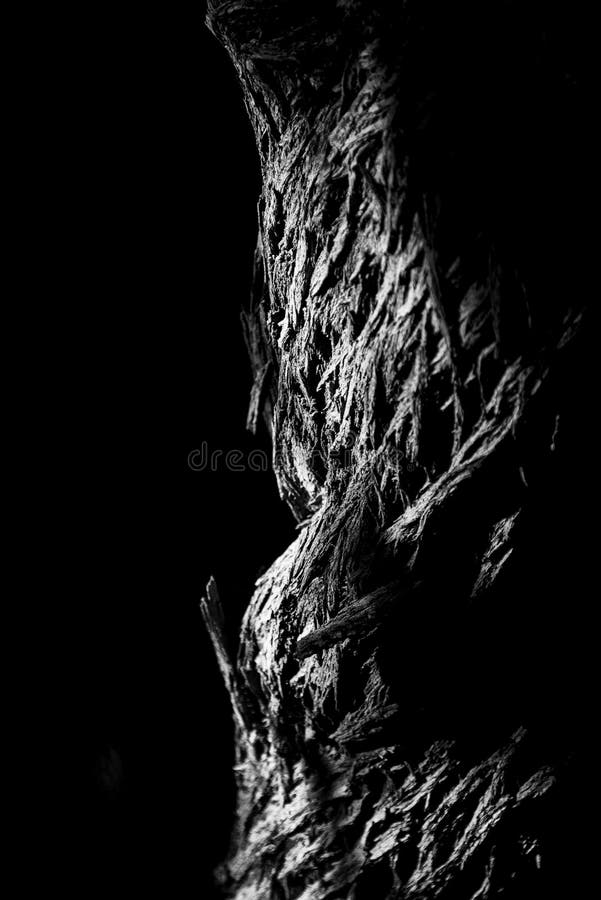 Textured Tree Bark High Contrast Black White Stock Photos - Free ...