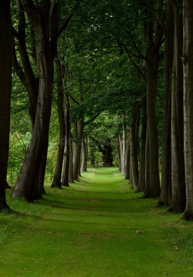 Tree Path stock photo. Image of hill, britain, fresh - 115395344