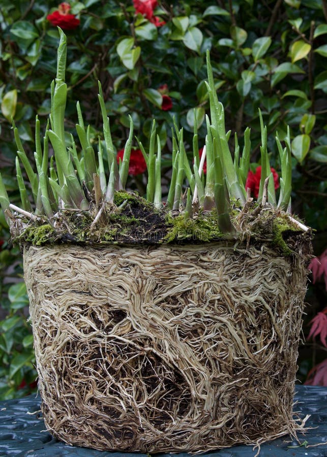 Hosta and Roots stock image. Image of garden, flower - 115660069