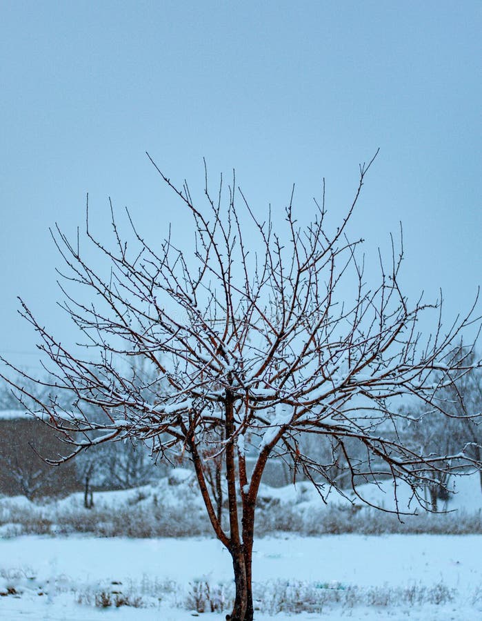 Image Showing a Lone Snow Covered Tree with Snowfall in Background ...