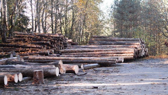 Wood Logging Operation Conducted in a Forest Setting that Involves ...