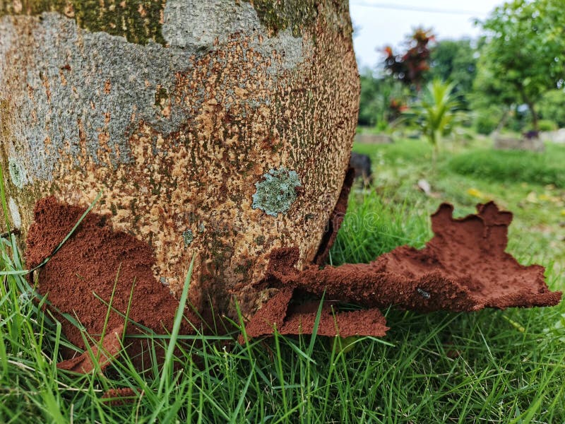 Decayed by Time and Termites: the Story of Slowly Crumbling Wood Stock ...