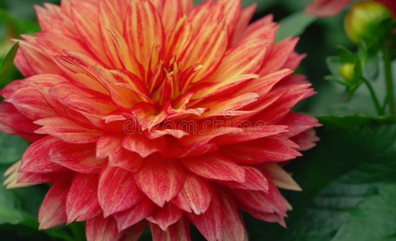 The Image Shows a Beautiful Flower of Red Color. Stock Image - Image of ...