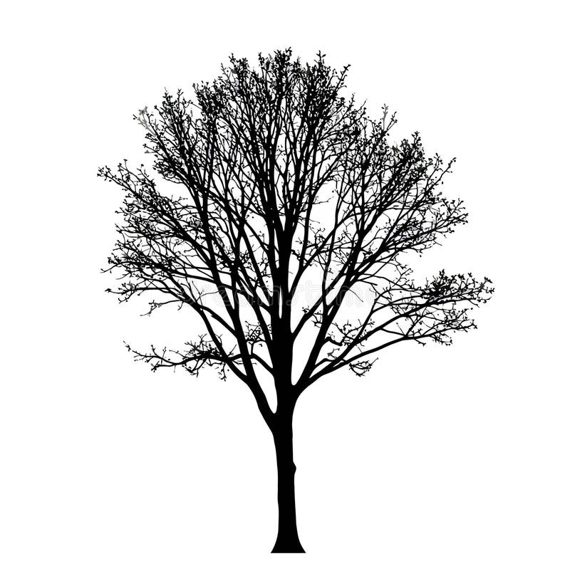 Skinny tree silhouette stock vector. Illustration of decorative - 378943780