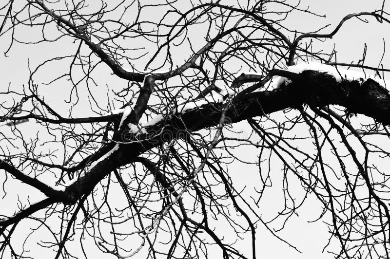 Part of a Tree Branch Forms a Bend from the White Snow Covering it ...