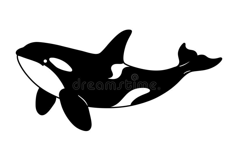 Orca whale clip art stock vector. Illustration of marine - 365009569