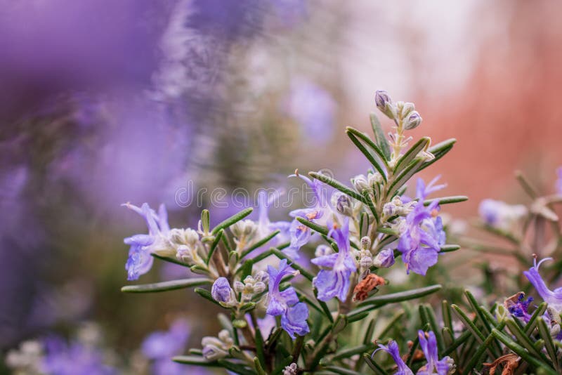 The Image Shows Blooming Rosemary in Garden Stock Photo - Image of ...