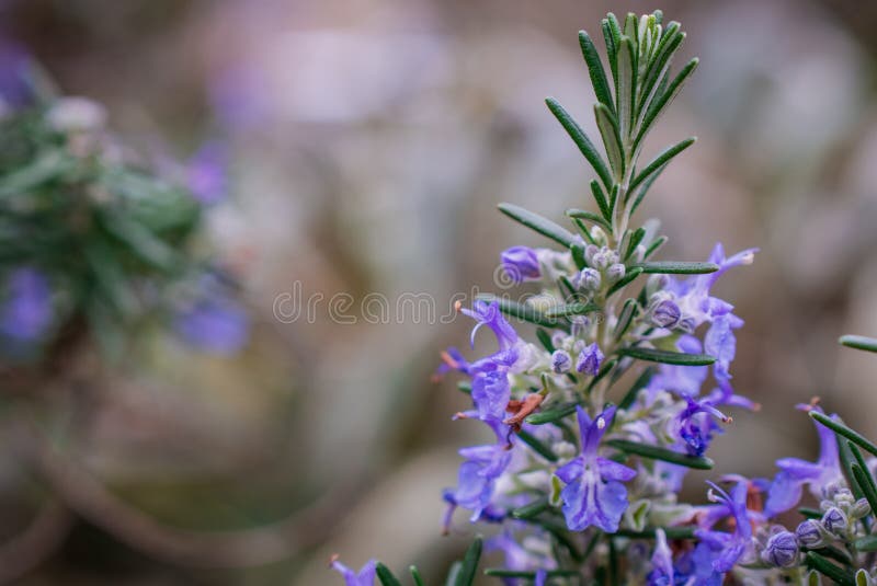 The Image Shows Blooming Rosemary in Garden Stock Photo - Image of ...