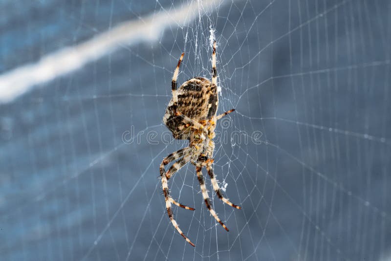 The Garden Spider Araneus Diadematus on the Web Side Bottom View on a ...