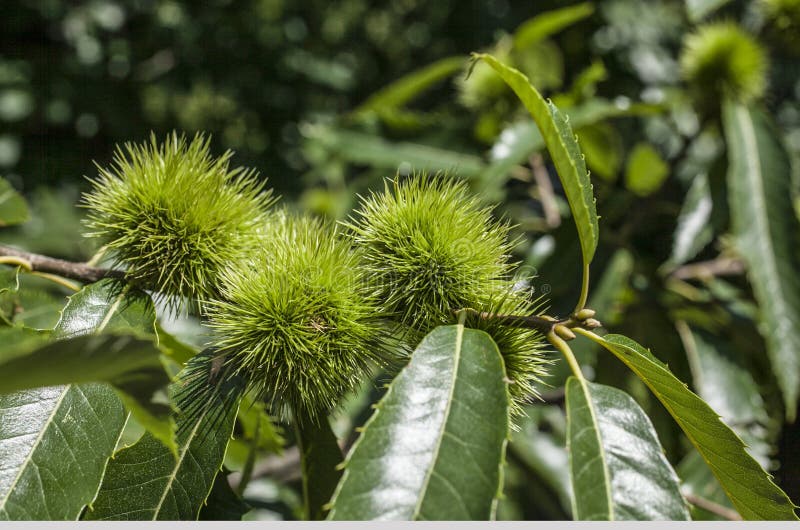 Bright green bush. stock photo. Image of flowers, green - 98198168