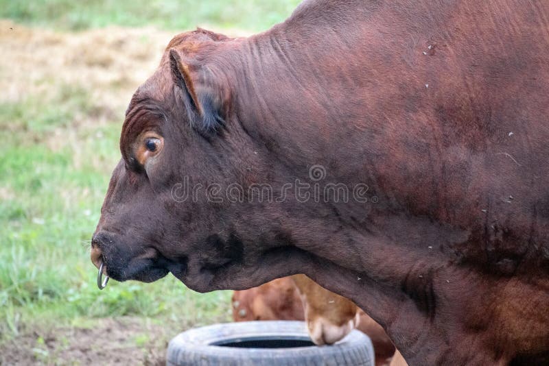 .the Image Shows a Brown Cattle, Possibly a Bull or Cow, in Profile ...
