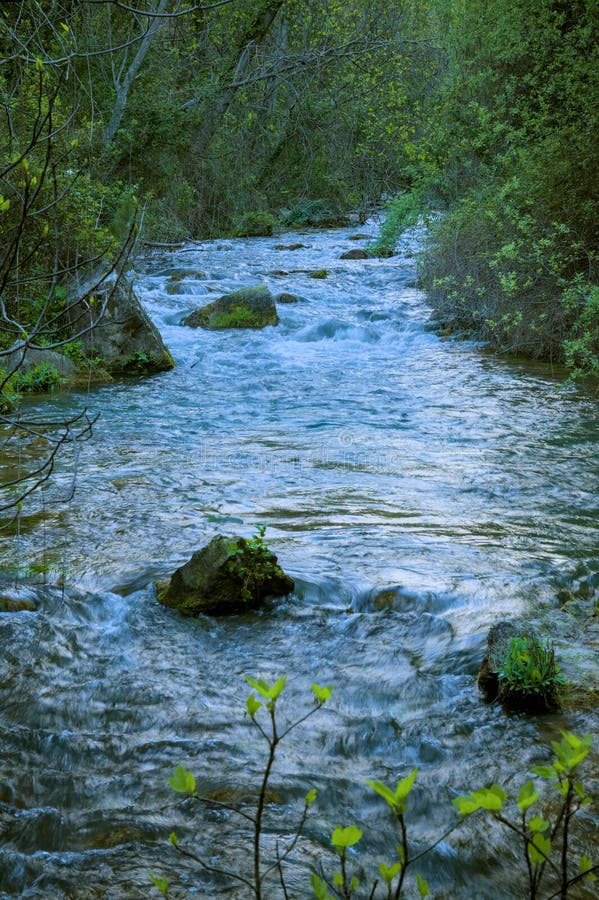 The Image Shows a Dense Forest with Tall Trees and Thick Undergrowth ...