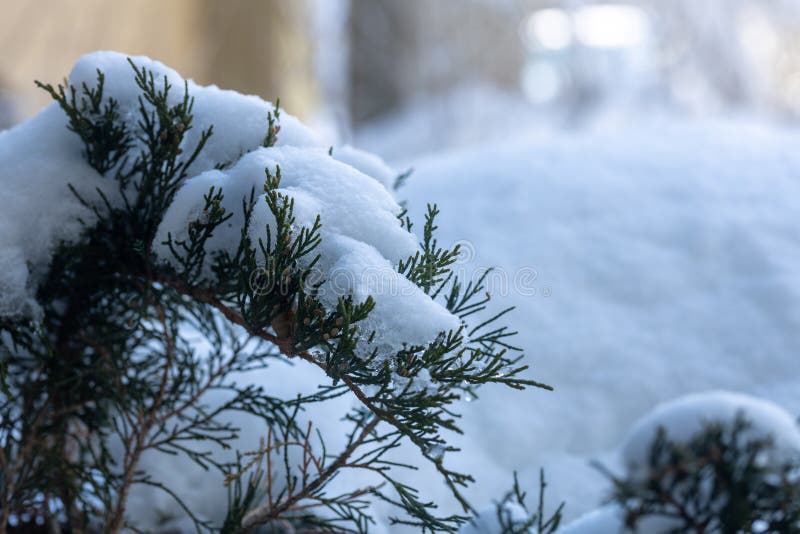 Broadmoor Juniper Stock Photos - Free & Royalty-Free Stock Photos from Dreamstime