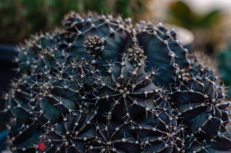 Close-up of a Cactus with Dark and Spiky Textures Stock Image - Image ...