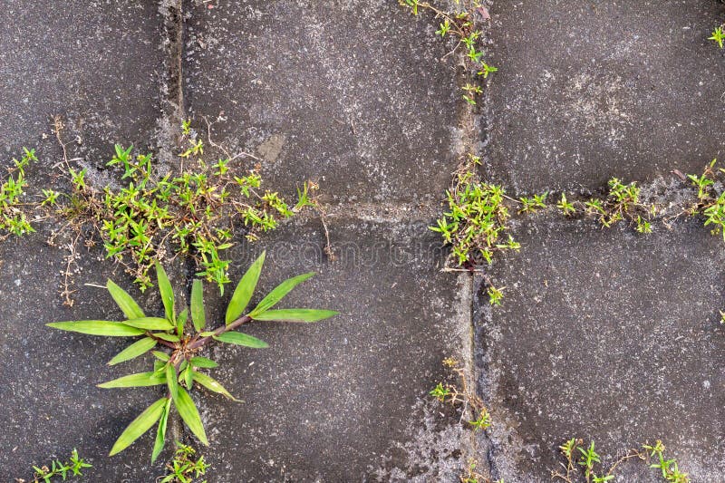 Concrete Pavement with Weeds Growing in the Cracks Stock Image - Image ...