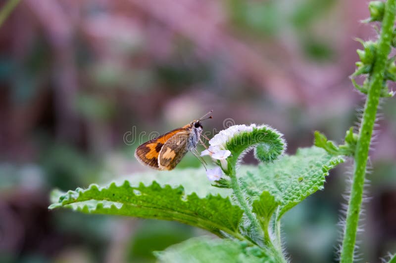 This Image Shows a Close-up of a Delicate Butterfly Resting on a White ...