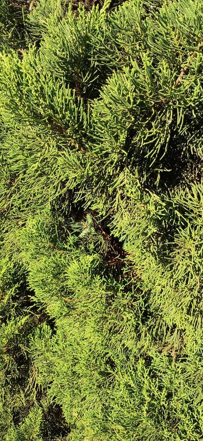 The Image Shows a Close-up of the Foliage, Which is Thick and Has a ...