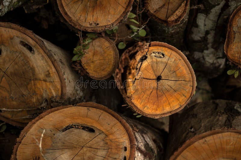 Pile Cut Tree Trunks Visible Wood Grain Stock Photos - Free & Royalty ...