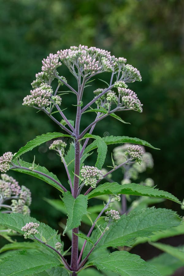 182 Joe Pye Weed Butterfly Stock Photos - Free & Royalty-Free Stock ...