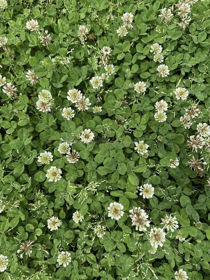 Top-down Photo of Clover Leaves and Small White Flowers in a Grassy ...