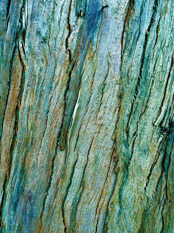 The Image Shows a Close-up of Tree Bark with Distinct Textures and ...