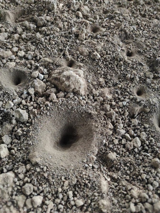 Antlion Larvae Traps in Dry Soil Surface Stock Image - Image of closeup ...