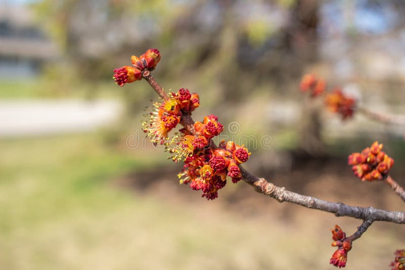 Red Maple Tree Flower